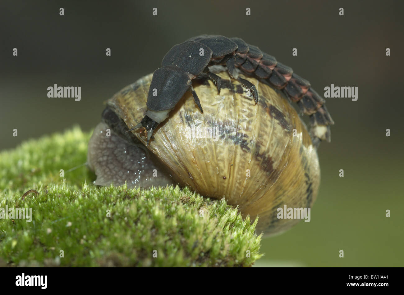 Glow-worm (Lampyris noctiluca) attacking a Garden snail (Helix aspersa ...