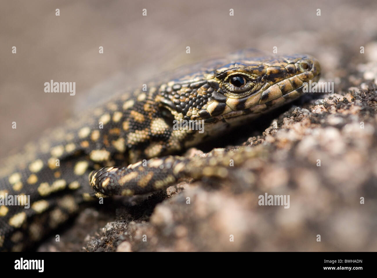 Iberian wall lizard (Podarcis hispanica Stock Photo - Alamy