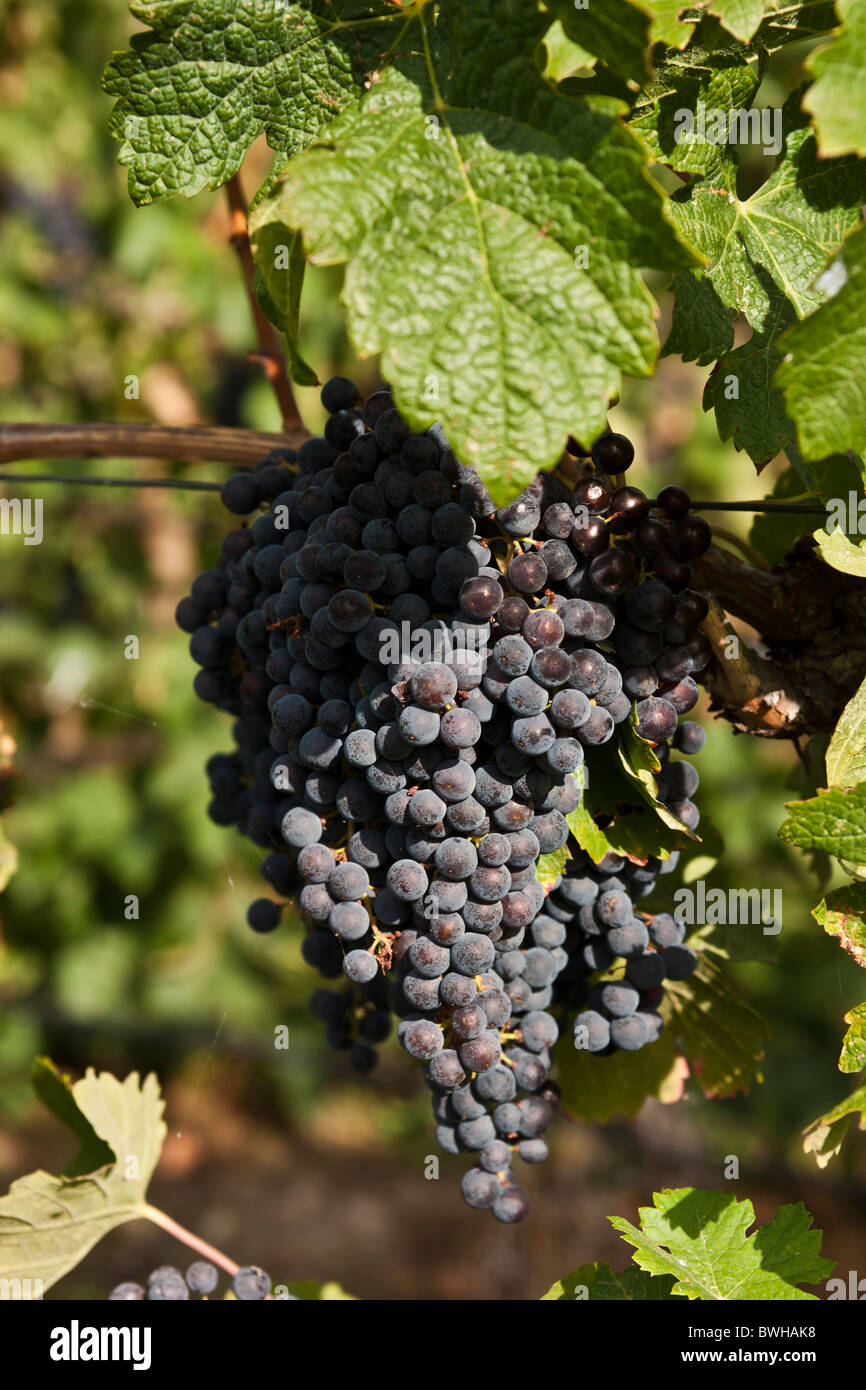 grapes Okanagan vineyards Canada Stock Photo - Alamy