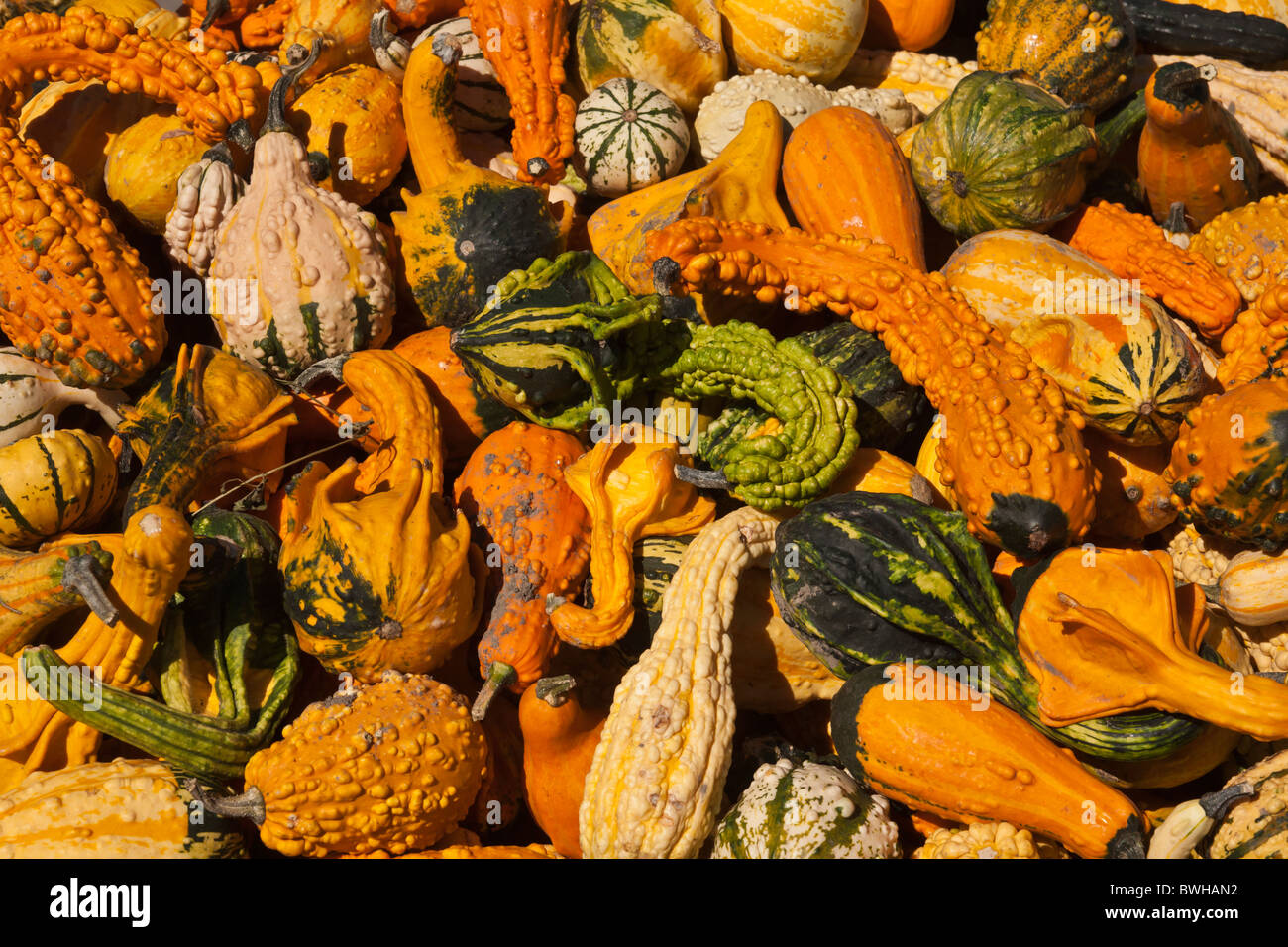 fresh squash vegetables Stock Photo - Alamy