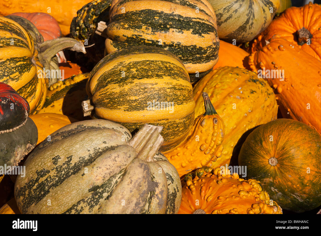 fresh squash vegetables Stock Photo - Alamy