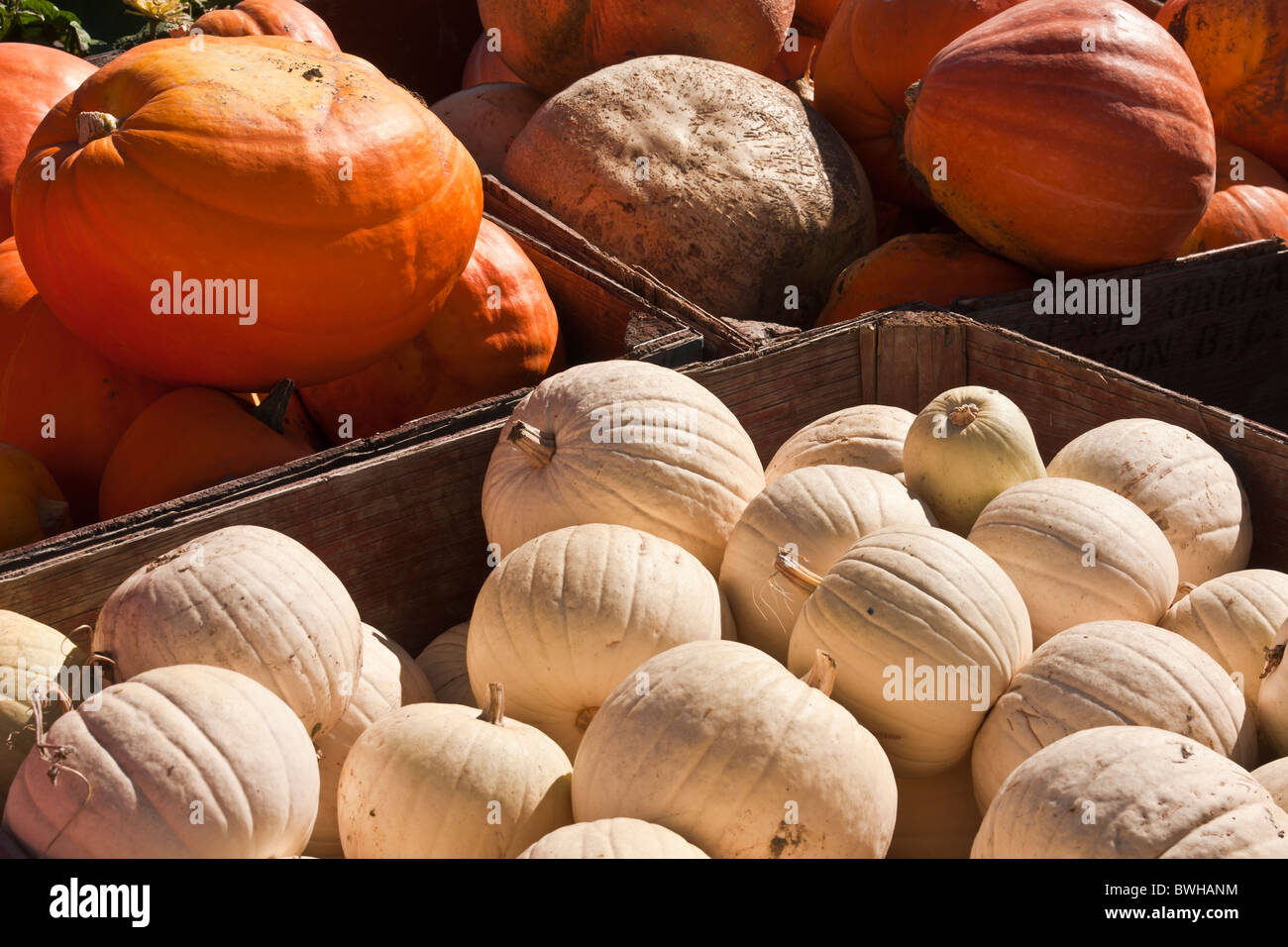 Fresh squash vegetables hi-res stock photography and images - Alamy