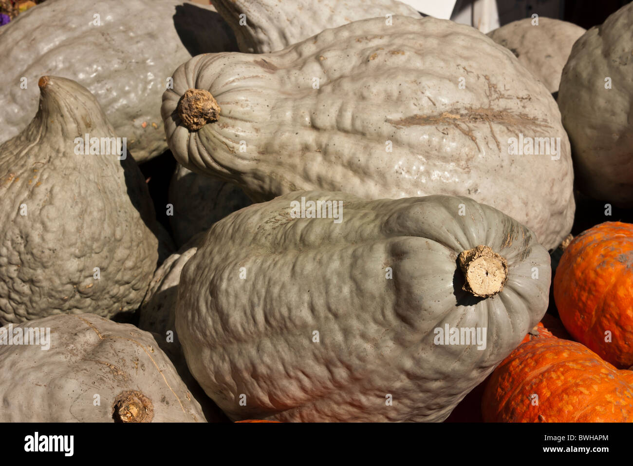 fresh squash vegetables Stock Photo - Alamy