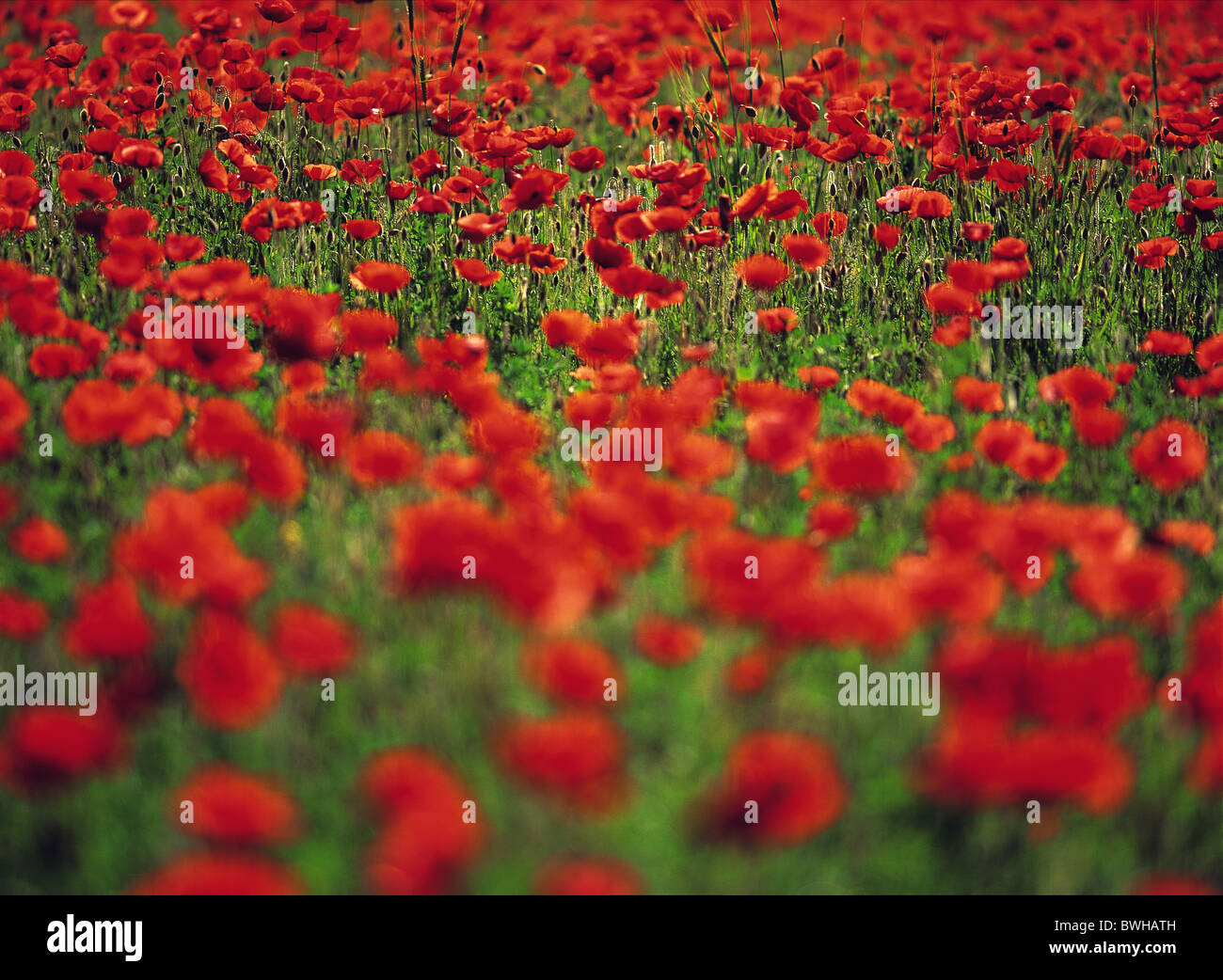 Field of red poppies in Tuscany, Italy Stock Photo - Alamy