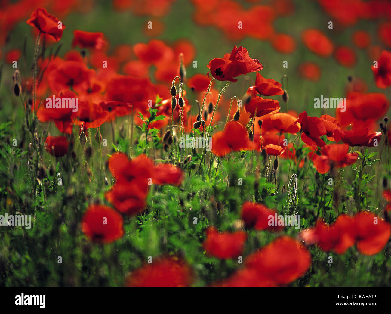 Poppy field italy hi-res stock photography and images - Alamy