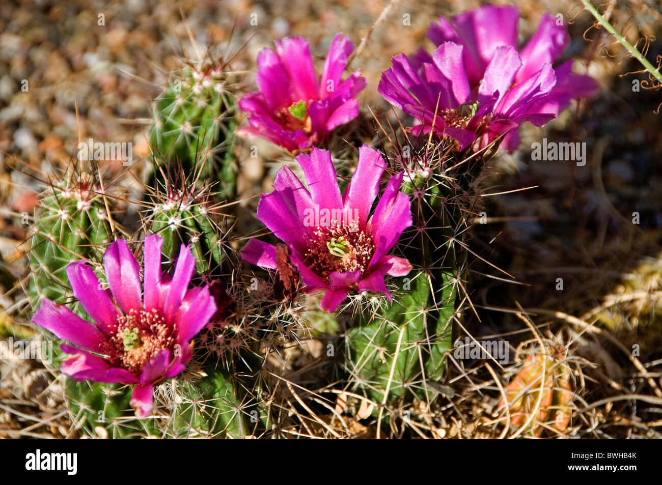 Blooming cholla desert cactus in Arizona Stock Photo - Alamy