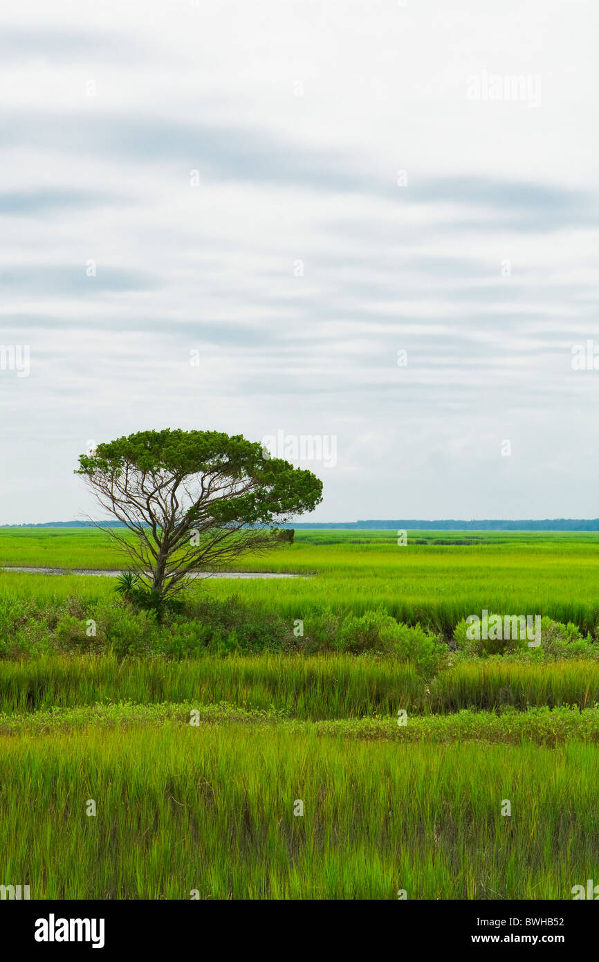 Salt marsh plants wetland hi-res stock photography and images - Alamy