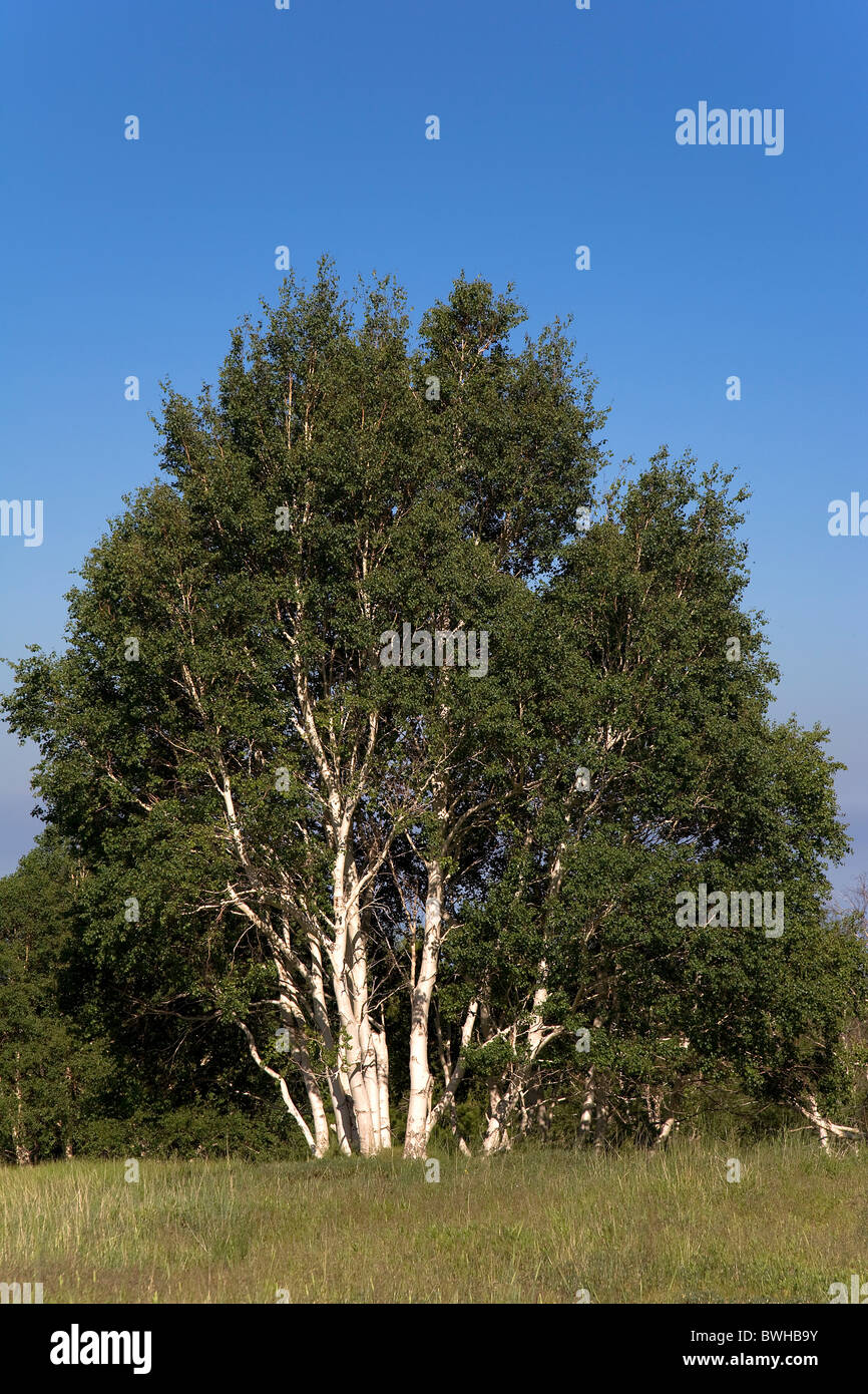 Northern Europe Birch Not Lake High Resolution Stock Photography and ...