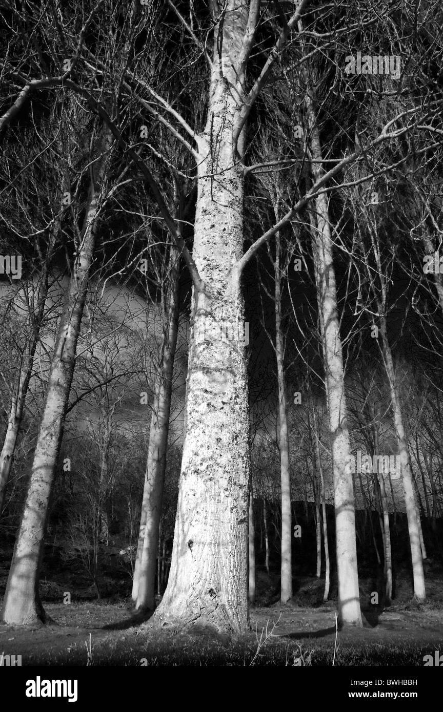 Tall woodlands hi-res stock photography and images - Alamy