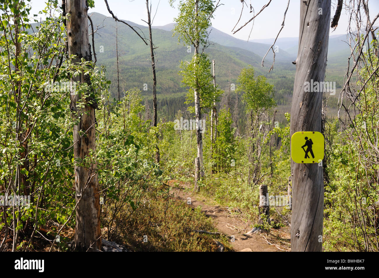 Hiking Trail in Alaska Stock Photo - Alamy