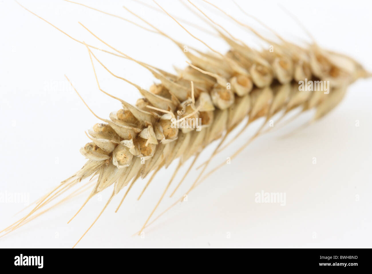 Single wheat - corn spike close up and corns / seeds macro view over ...