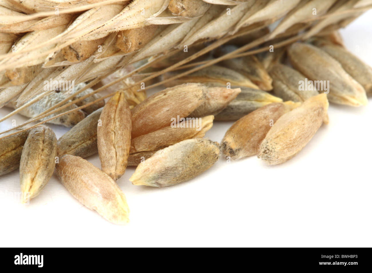 Single wheat - corn spike close up and corns / seeds macro view over ...