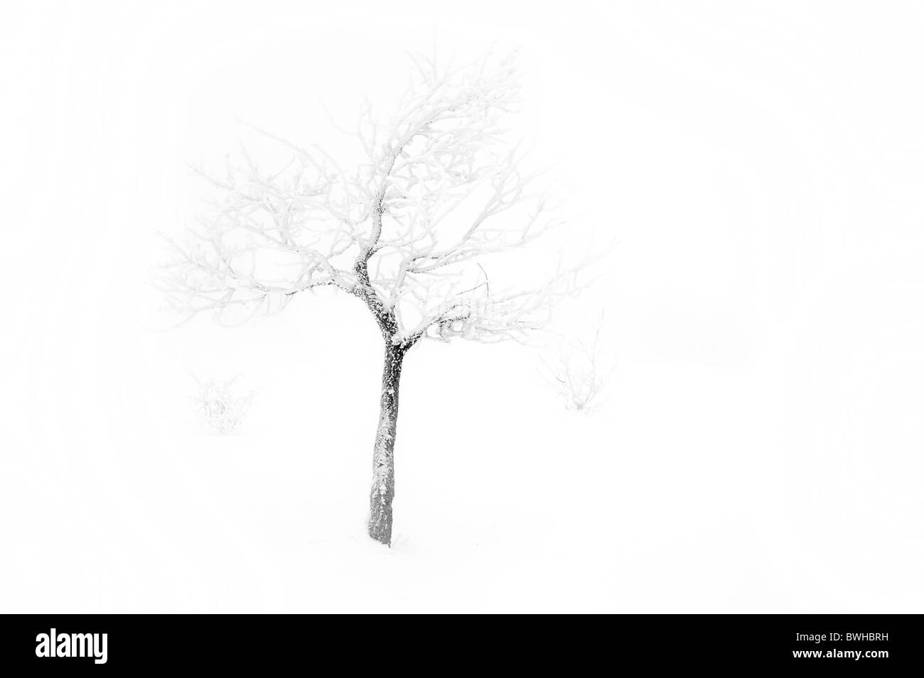 Cool tree mountain Cut Out Stock Images & Pictures - Alamy