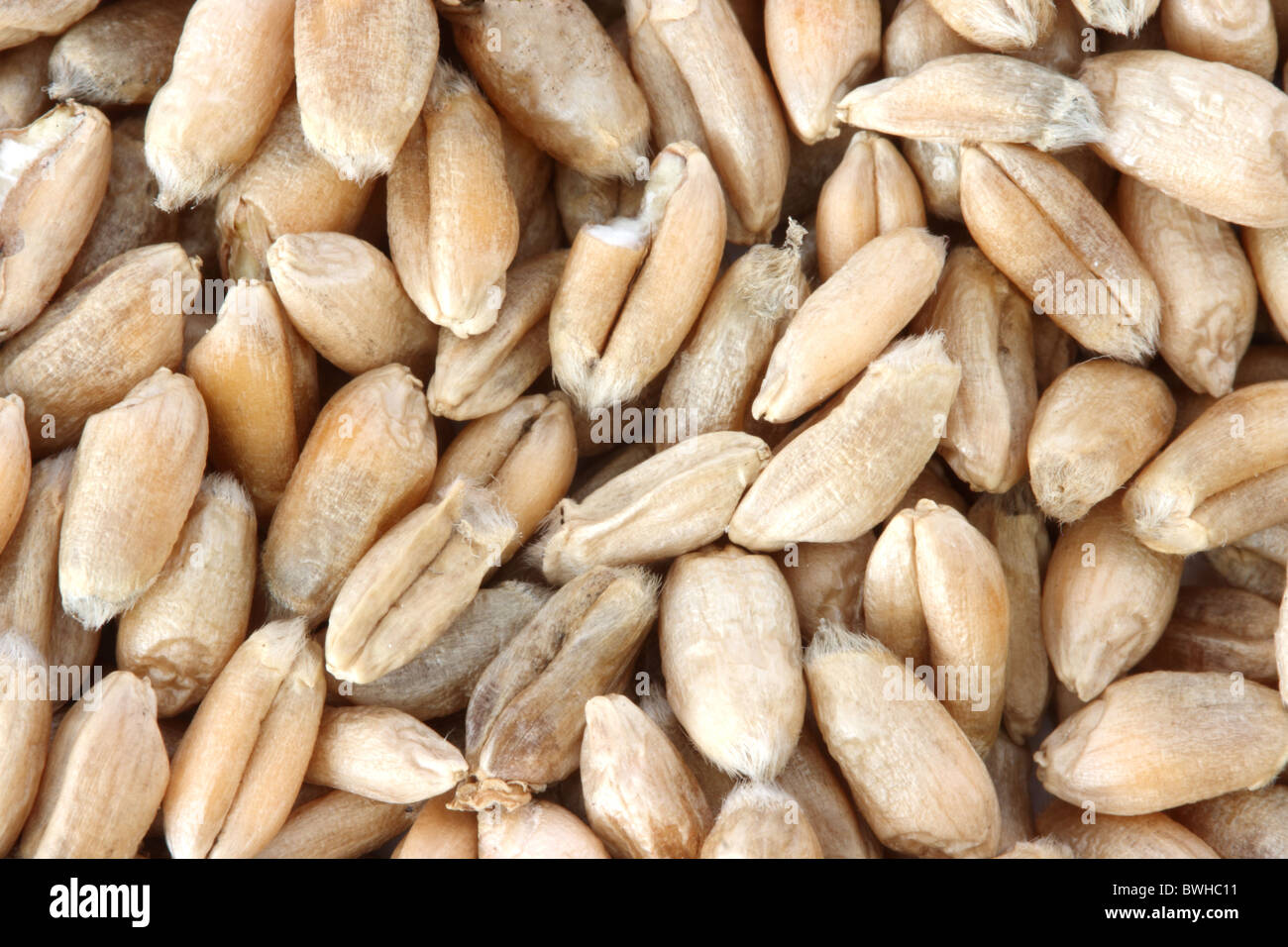 Rye corn seeds - macro view Stock Photo - Alamy