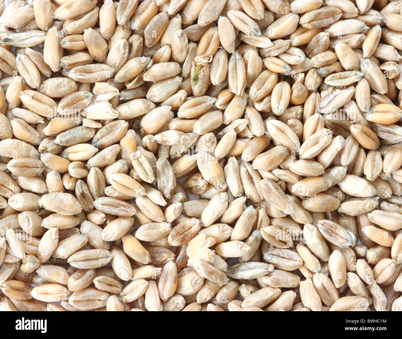 Rye corn seeds - macro view Stock Photo - Alamy