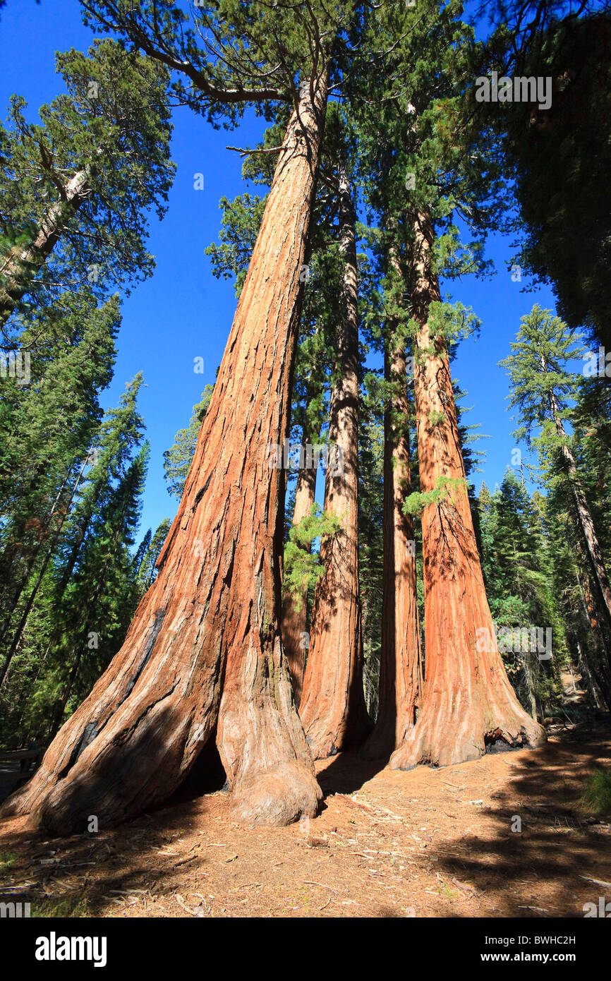 Sequoias in Foresta, Yosemite West, Yosemite National Park, California ...
