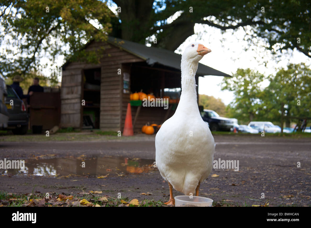 Close view of a white duck looking ahead Stock Photo - Alamy