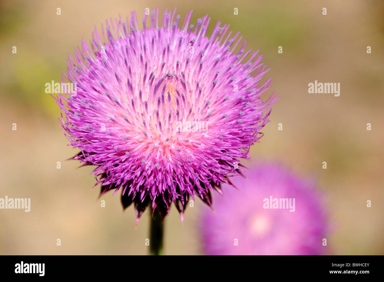 Invasive Thistle Flower in Utah Stock Photo - Alamy