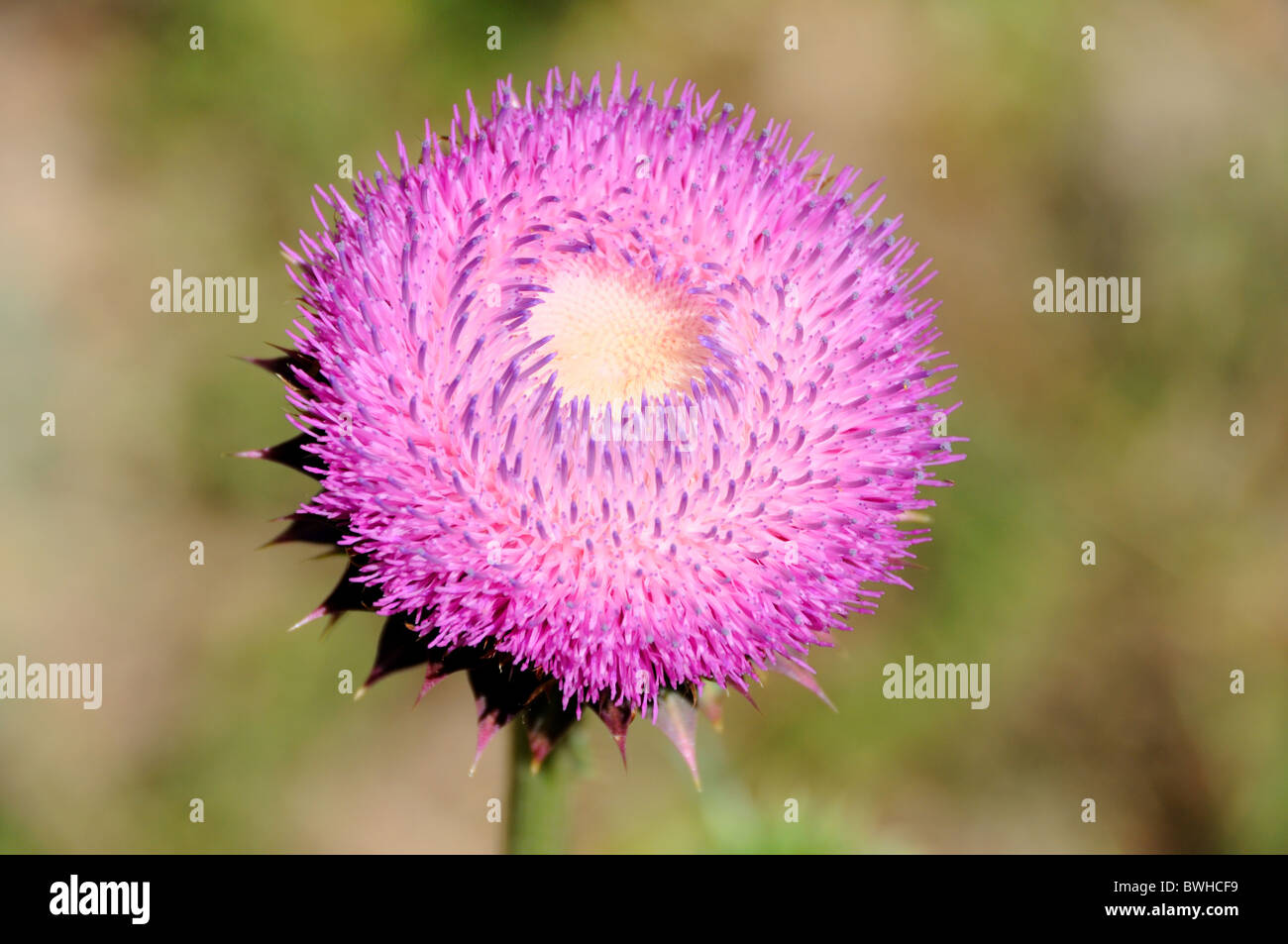 Flowering Invasive Thistle Plant in Utah Stock Photo - Alamy