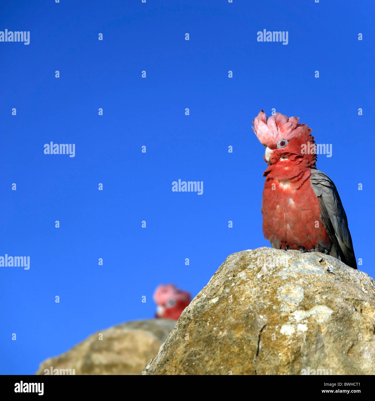Australian Pink and Grey Gallahs Sitting on Limestone Pinnacle ...