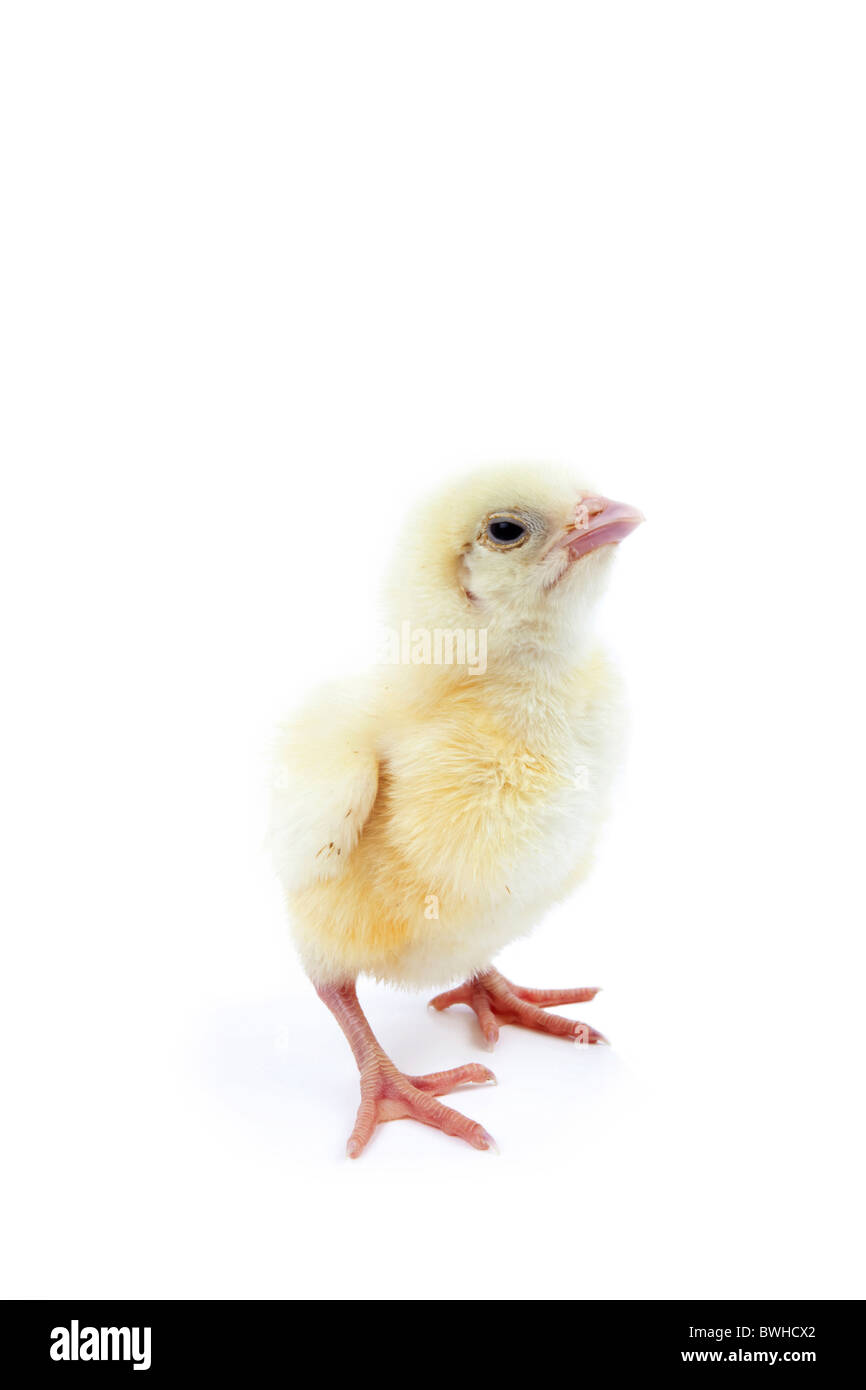Day old chicks Cut Out Stock Images & Pictures - Alamy