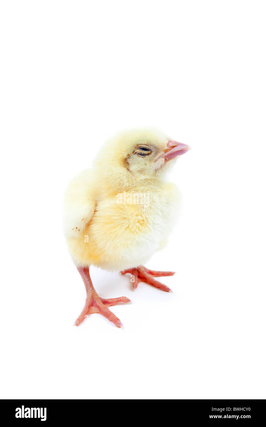 young chick standing on isolated white background Stock Photo - Alamy