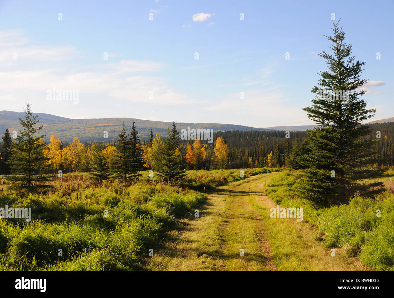 Permafrost trees hi-res stock photography and images - Alamy