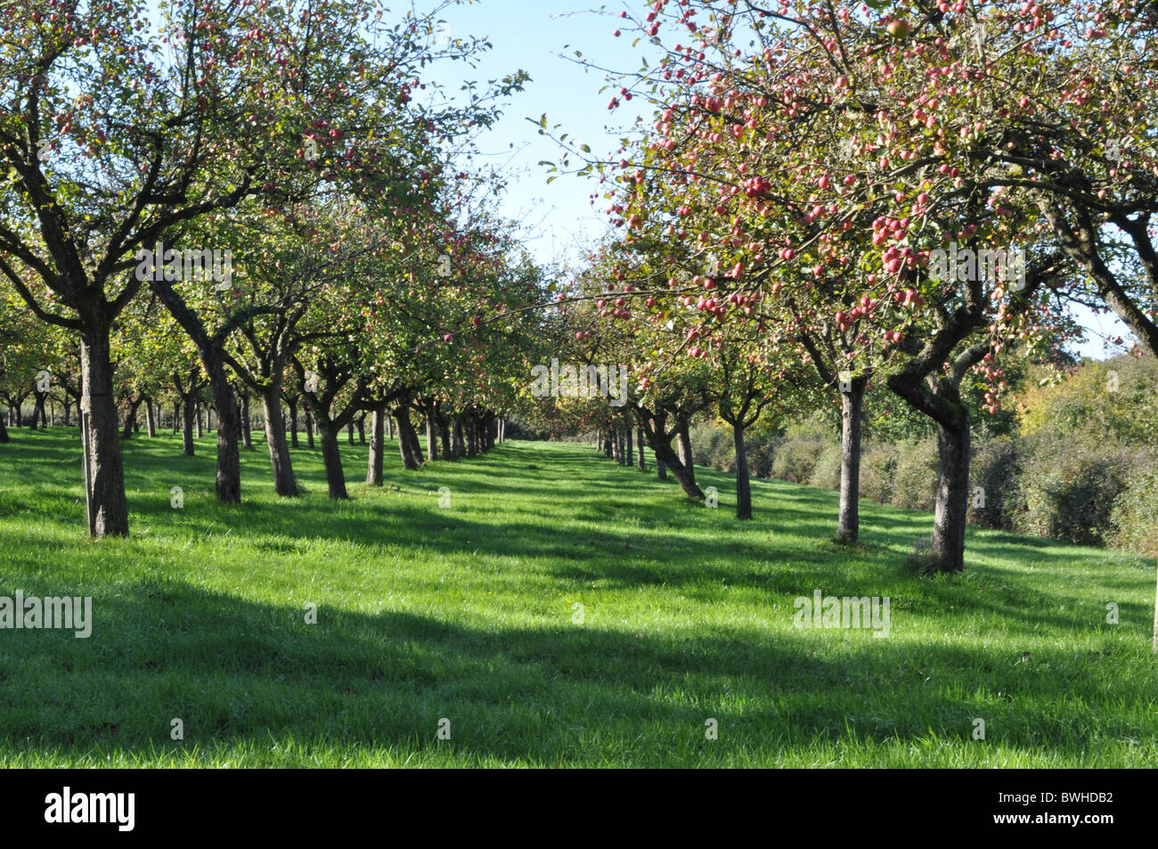 Whimple devon hi-res stock photography and images - Alamy