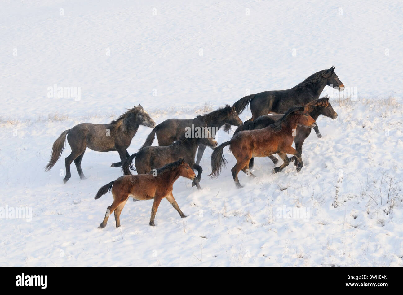 Connemara ponies hi-res stock photography and images - Alamy