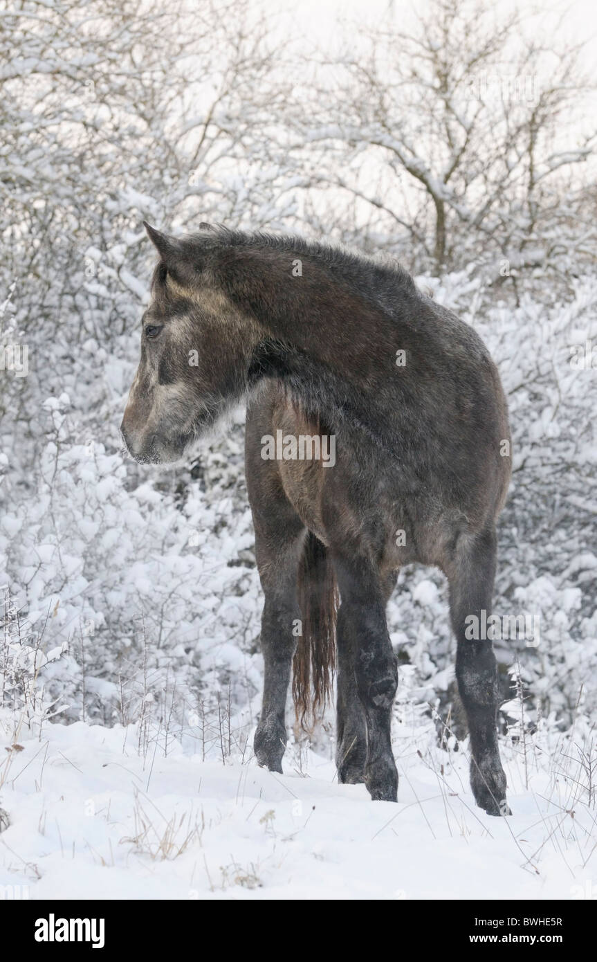 Connemara pony standing in paddock hi-res stock photography and images ...