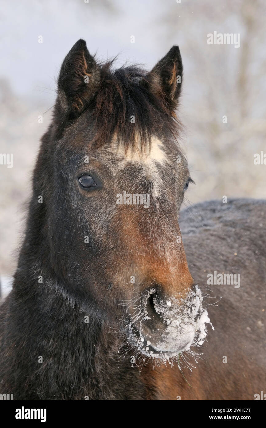 Young Connemara pony in winter Stock Photo - Alamy