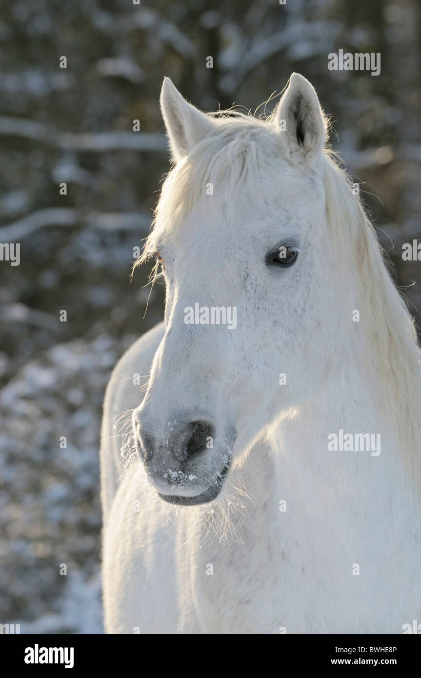 Pony horse head portrait grey hi-res stock photography and images - Alamy