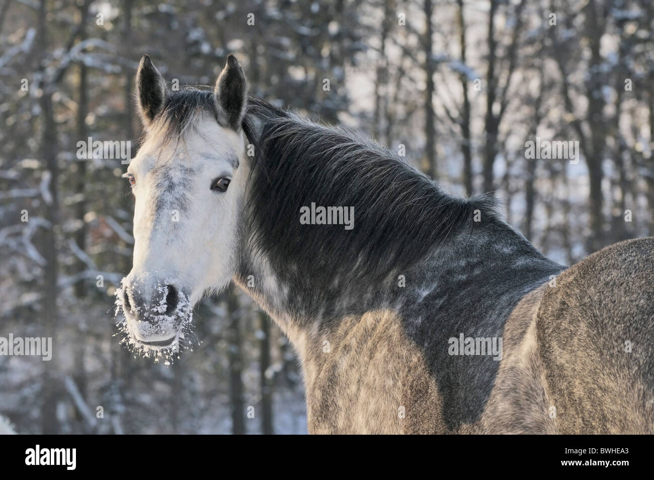 Connemara Pony in winter Stock Photo - Alamy