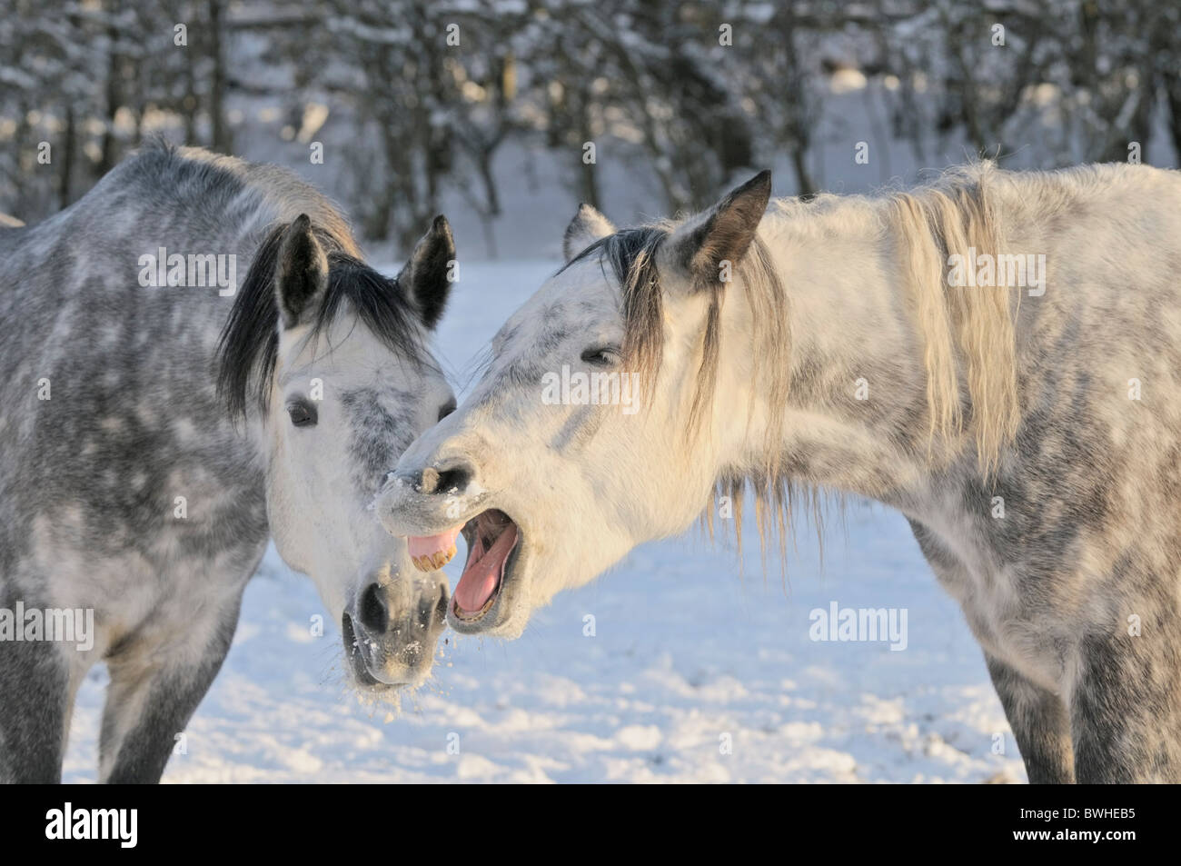 Connemara winter hi-res stock photography and images - Alamy