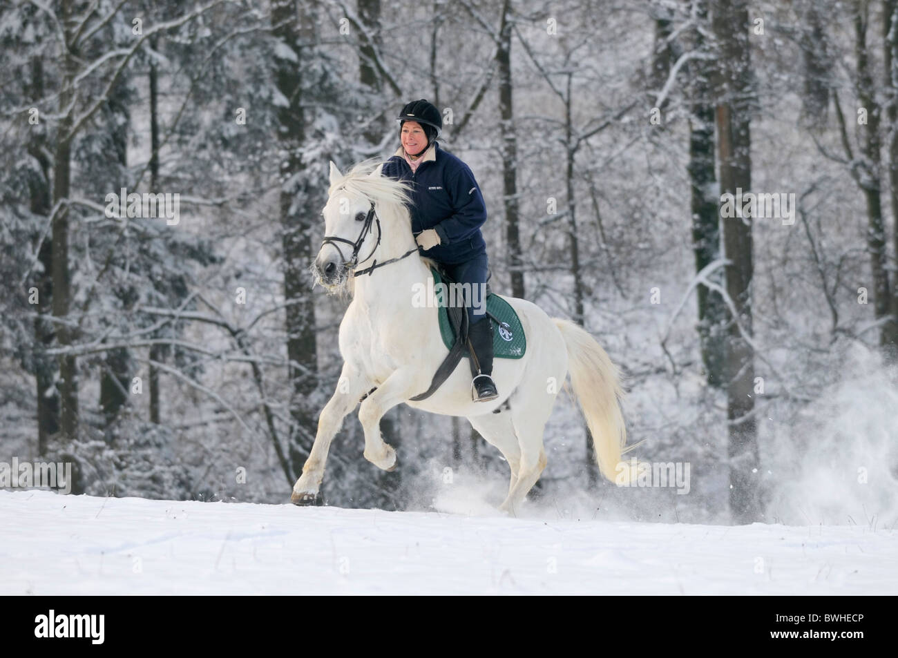 Horse riding rider winter snow leisure people recreation female animal ...