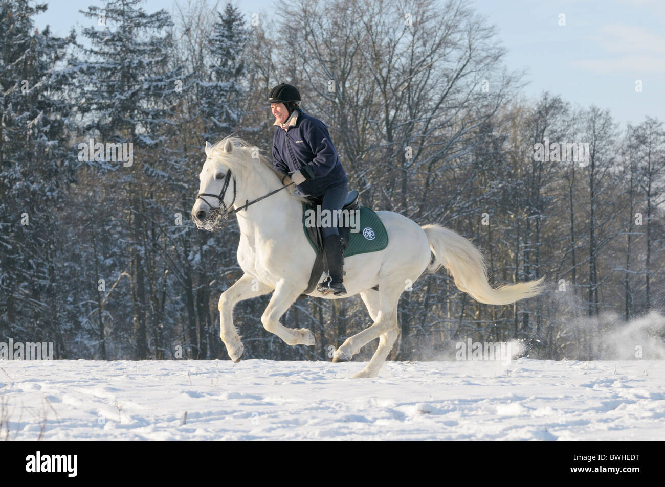 Horse riding rider winter snow leisure people recreation female animal ...