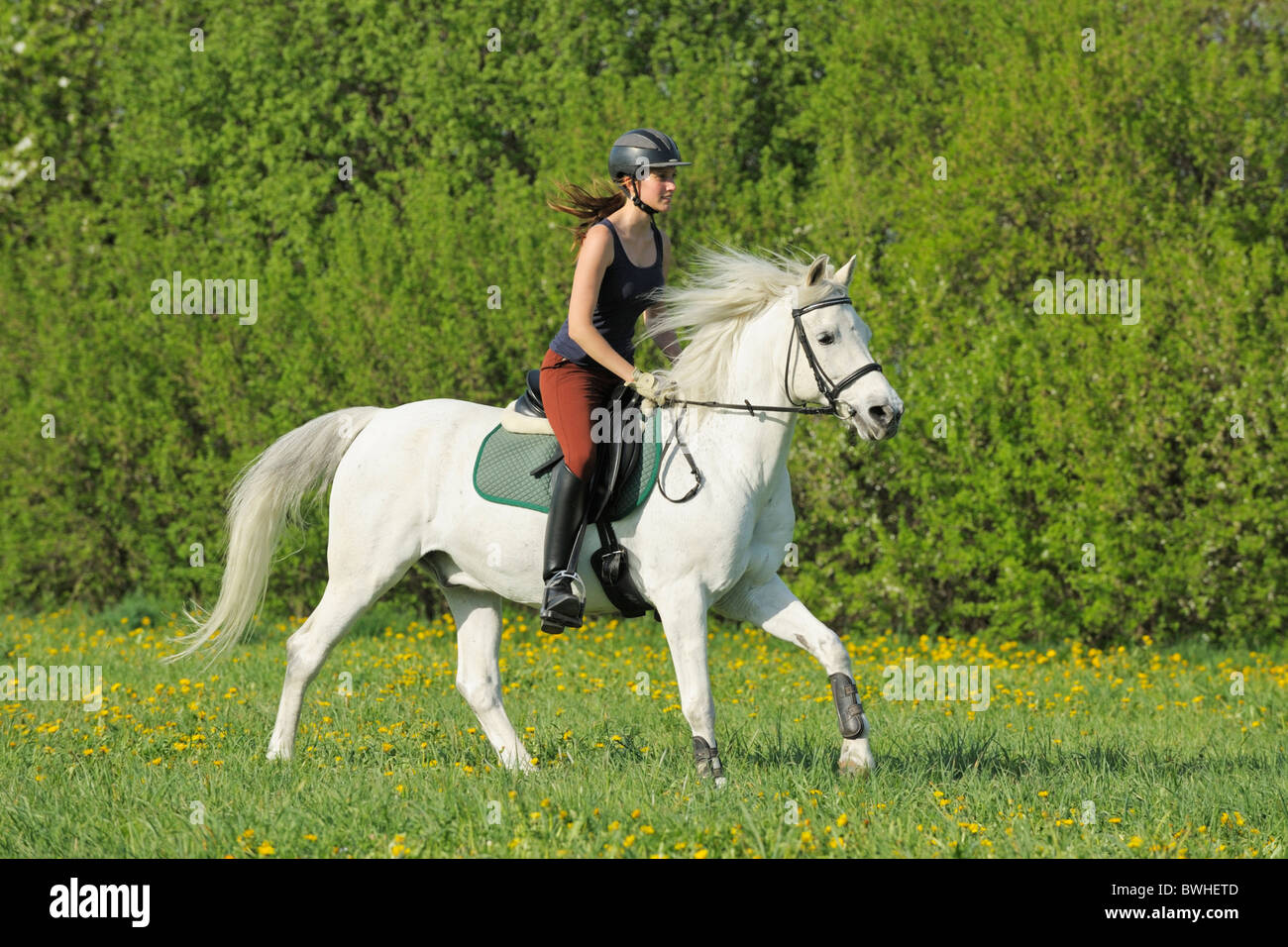 Rider on german riding pony hi-res stock photography and images - Alamy