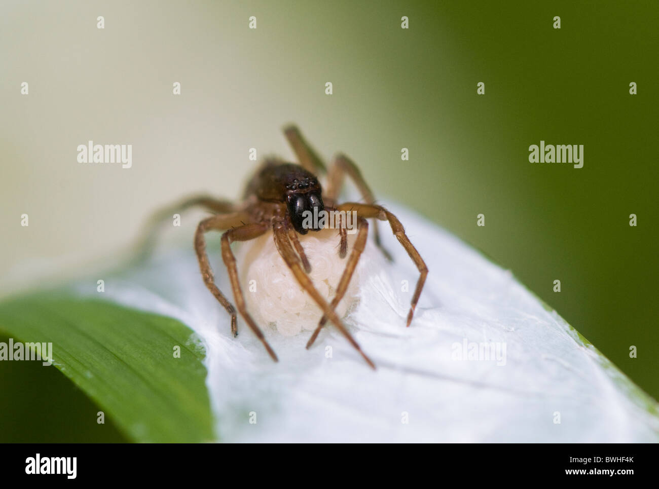 Female nursery web spider with egg sac in jaws - Pisaurina mira or ...
