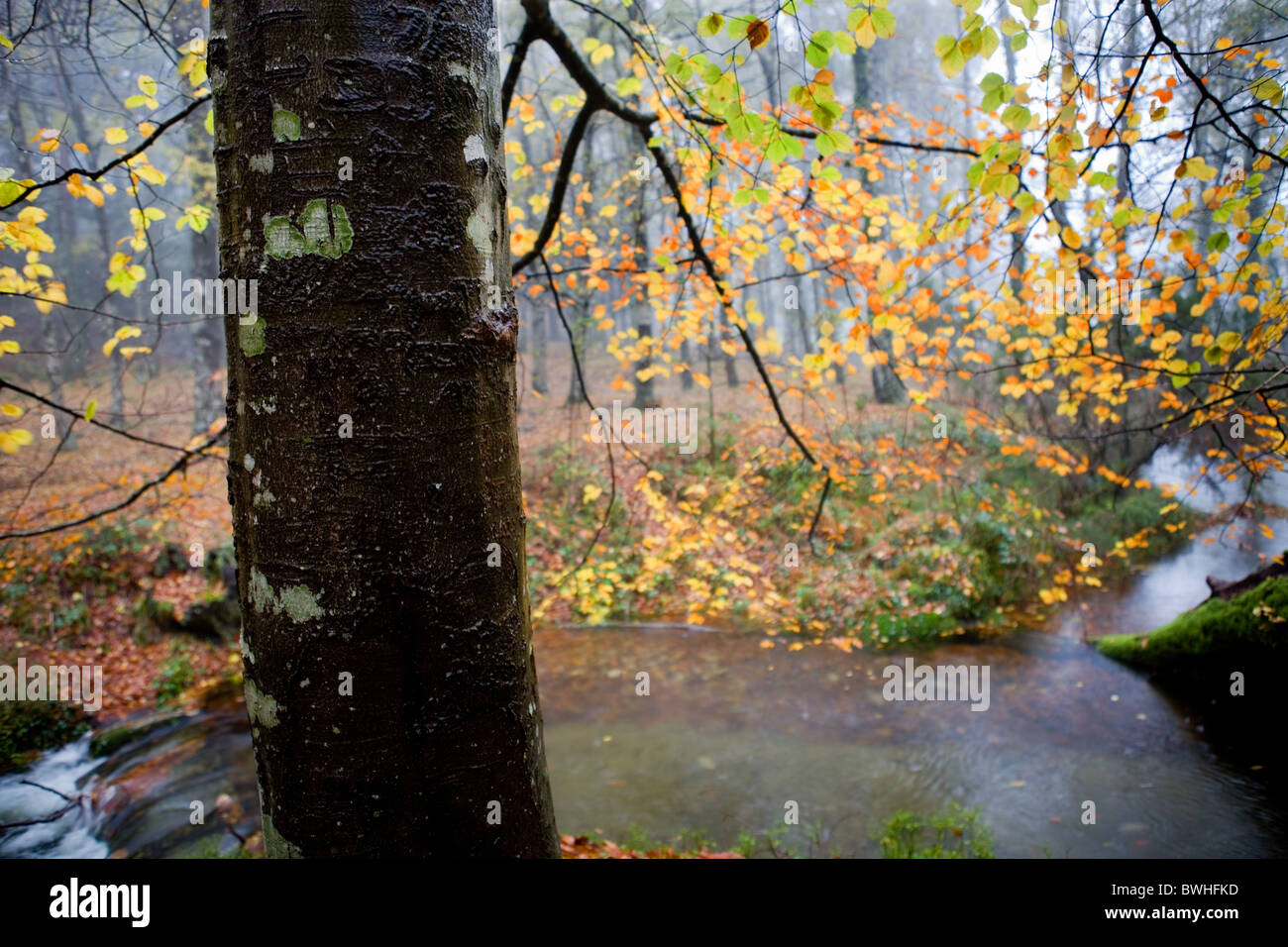 rain in the forest at the portuguese national park Stock Photo - Alamy