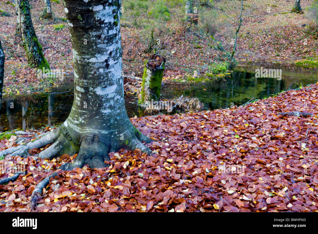 forest details of the portuguese national park Stock Photo - Alamy