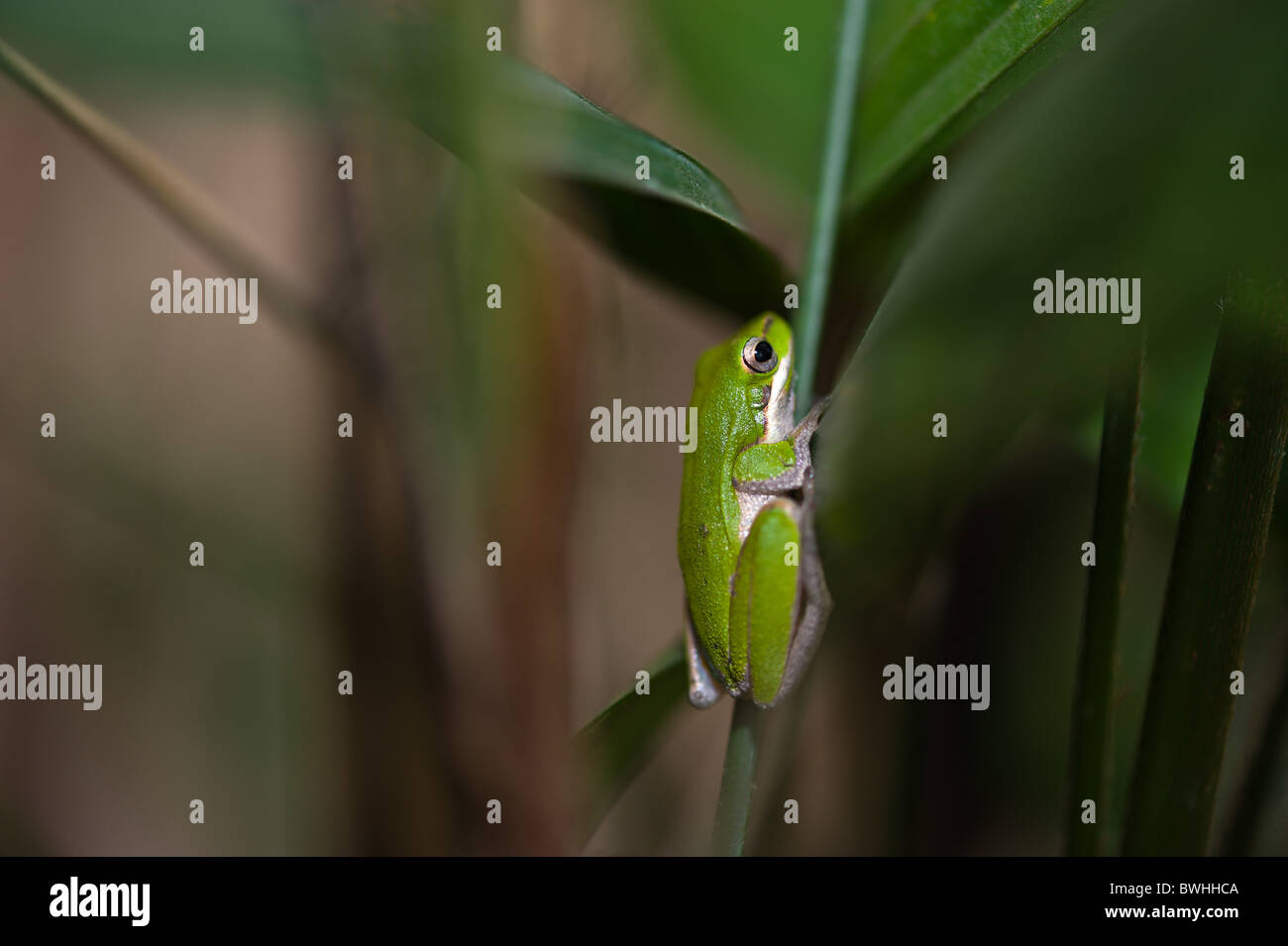Australian native frog hi-res stock photography and images - Alamy