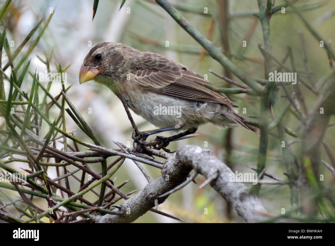 Medium Ground Finch Stock Photo - Alamy