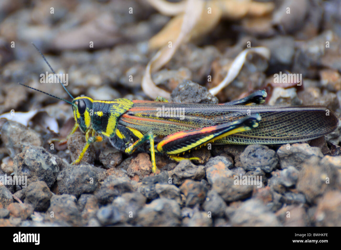 Large Painted Locust Stock Photo - Alamy