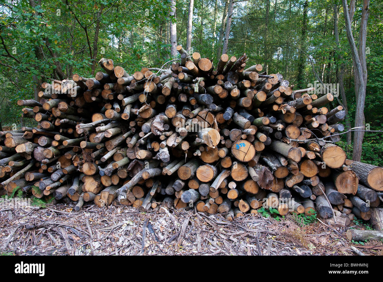 Pile of sweet chestnut logs in woodland setting Stock Photo - Alamy