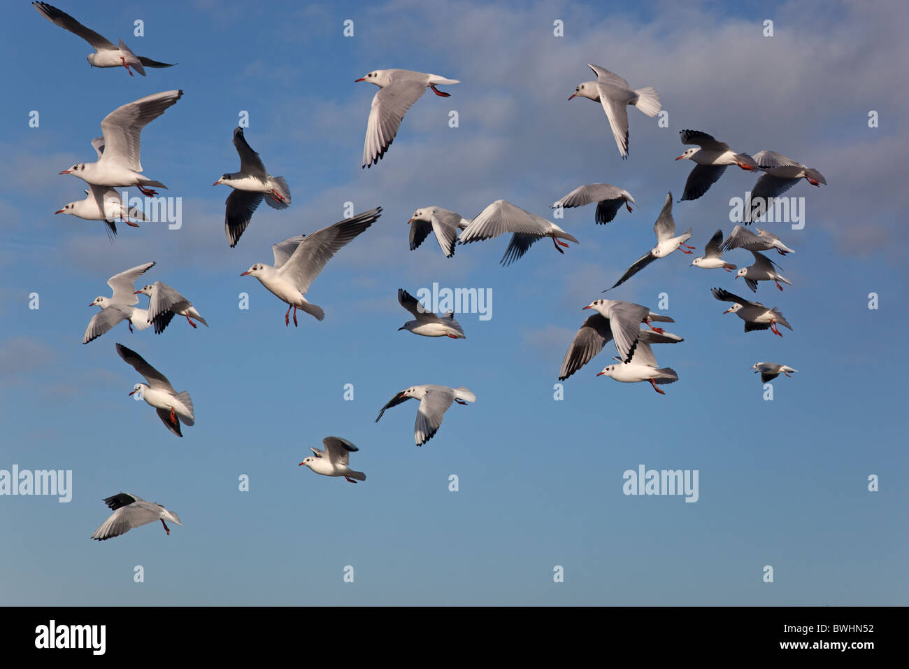 Black Headed Gull Flock Larus ridibundus in flight Stock Photo - Alamy