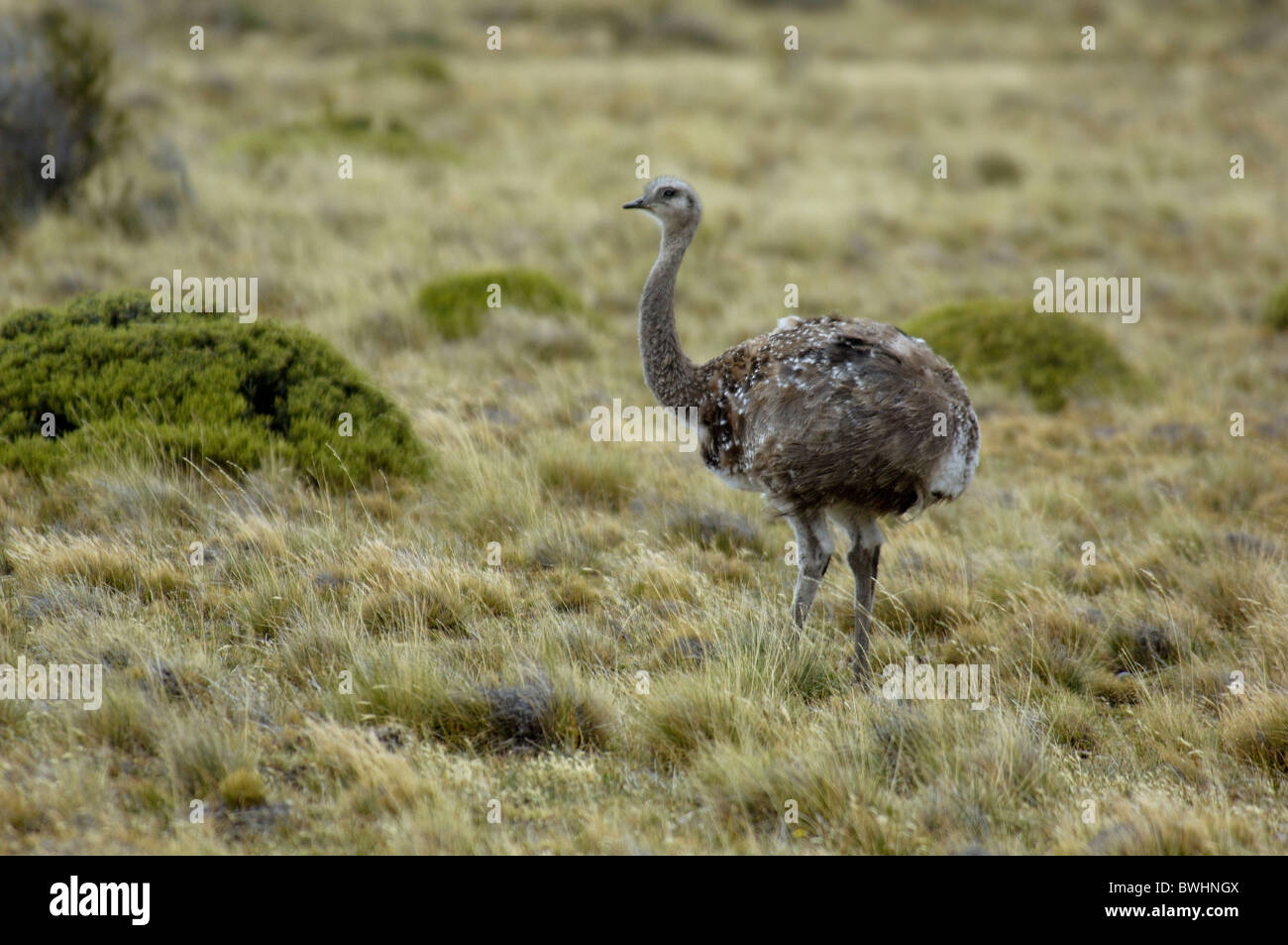 Greater Rhea Rhea americana near Paso Rodolfo Roballos near Perito ...