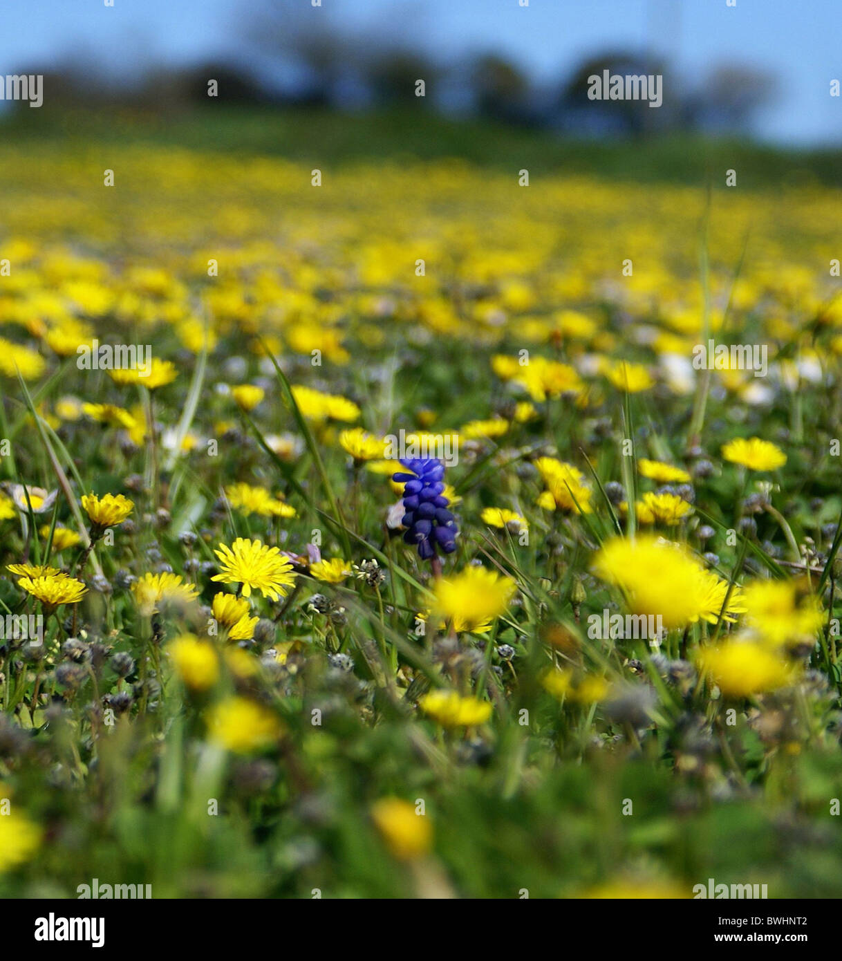 Lots of yellow flowers on ground and a different one Stock Photo - Alamy