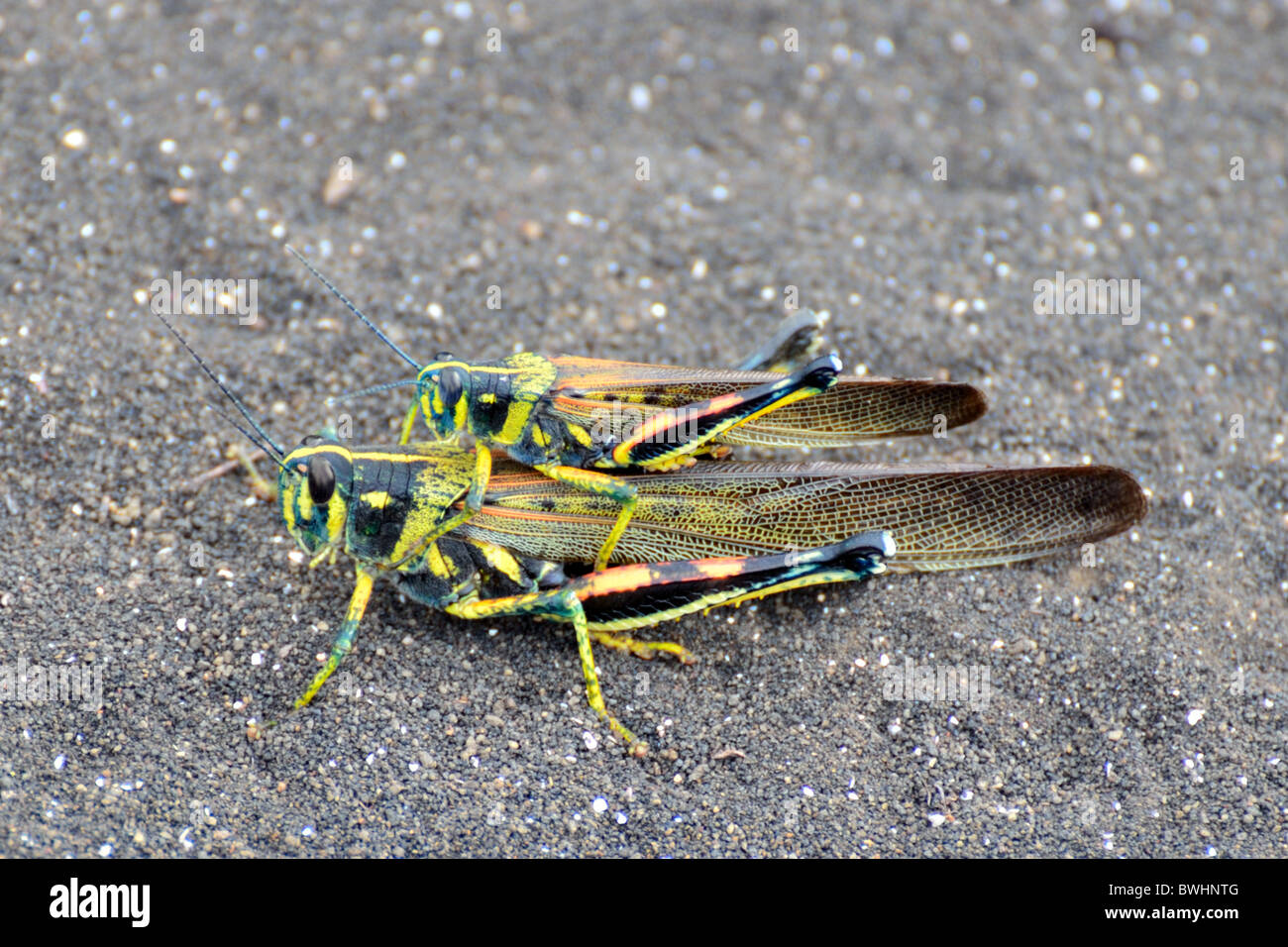 Large Painted Locusts mating Stock Photo - Alamy