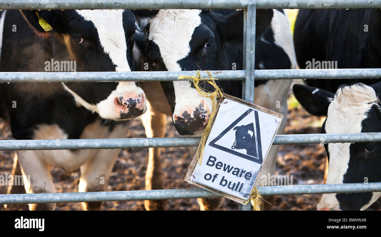 Three cows pondering over a beware of bull sign Stock Photo - Alamy