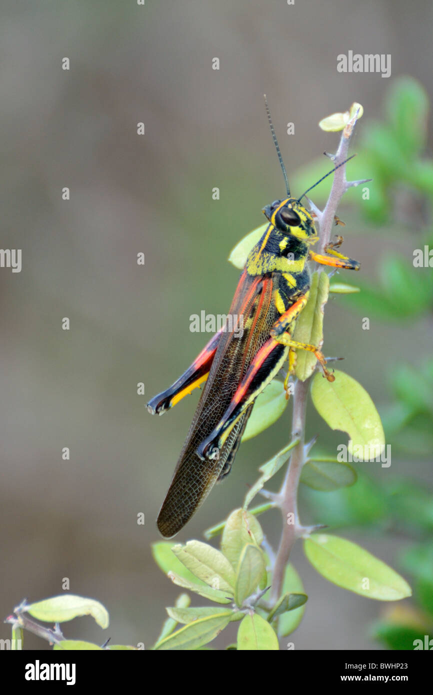 Large Painted Locust Stock Photo - Alamy